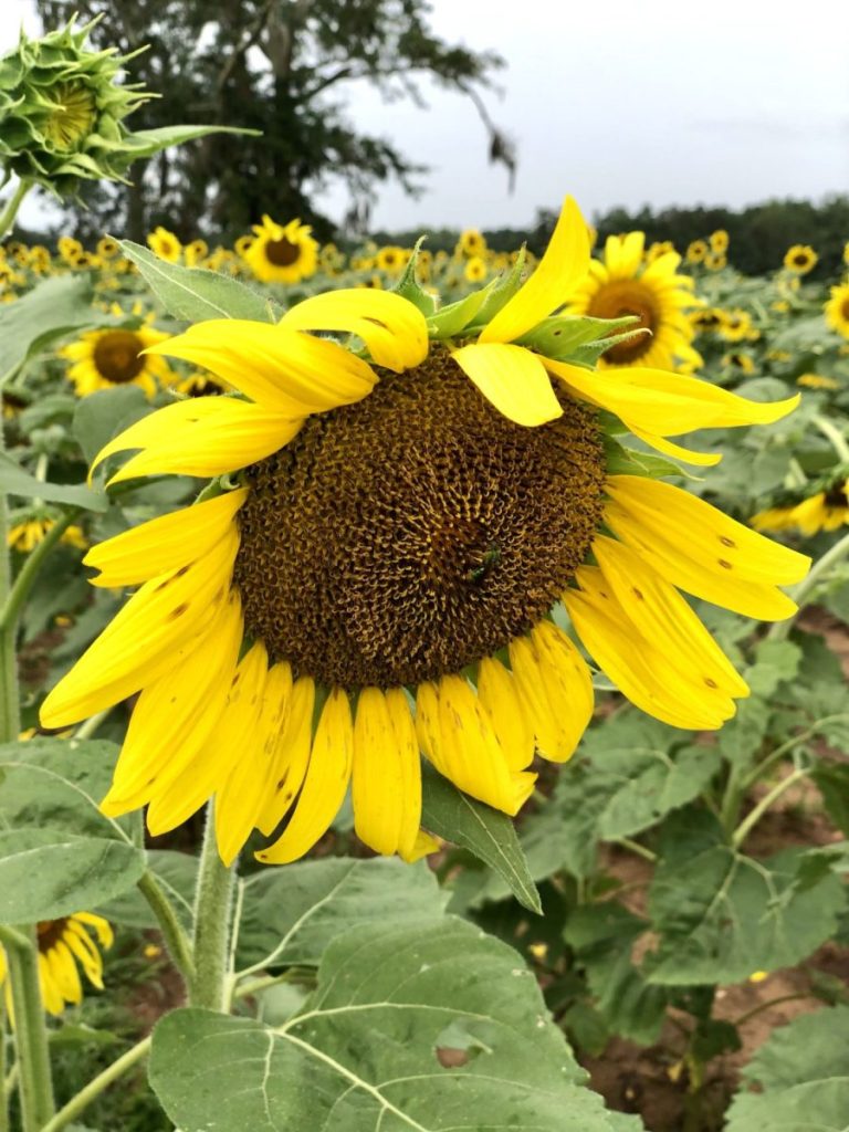 Fall Visit to Aunt Louise's Farm Monticello