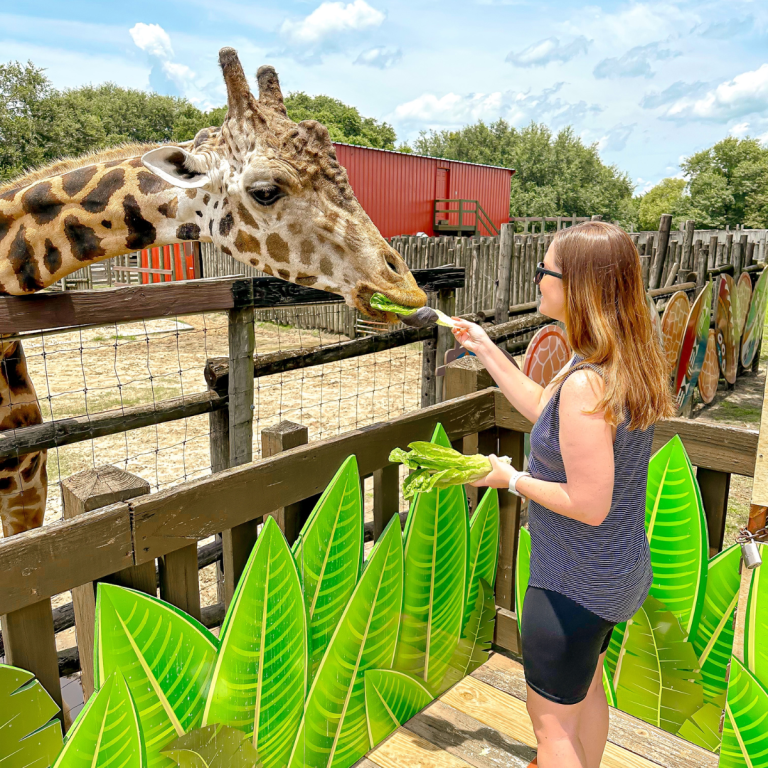 Unleash Your Wild Side at Wild Adventures in Valdosta, Georgia