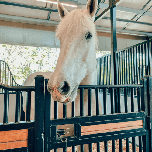 Discovering Tri Circle D Ranch at Disney’s Fort Wilderness