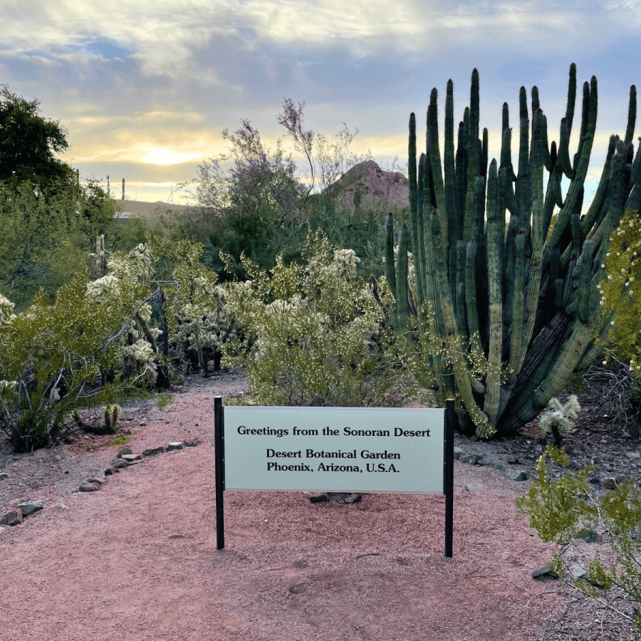 Visiting Desert Botanical Garden: What to See & Do