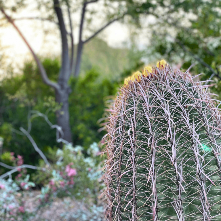 Visiting Desert Botanical Garden: What to See & Do