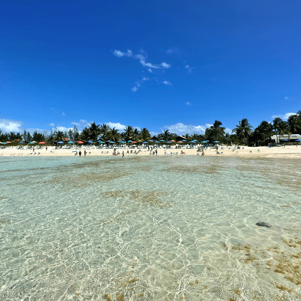 Everything You Need to Know for an Amazing Day on Castaway Cay